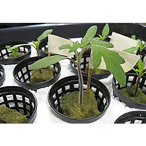 1.5” Rockwool Starter Plugs for Hydroponics, Rockwool Grow Cubes, 1 Sheets of 28 Plugs (Small)