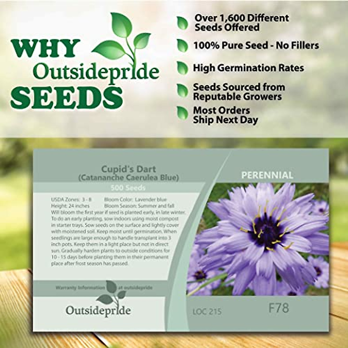 Outsidepride Cupids Dart Blue Garden Cut Flower Seeds Used in Dried Floral Arrangements - 500 Seeds