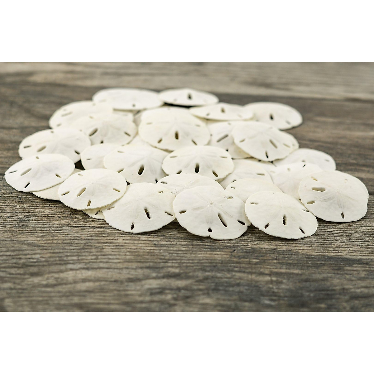 Sand Dollar | Real Sand Dollars 1 1/2" to 2" (Set of 30) | Seashell Wedding | Sand Dollars for Crafts | Plus Free Nautical eBook by Joseph Rains