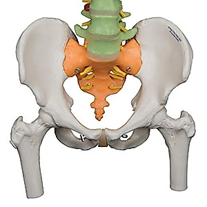 3B Scientific A58/9 Didactic Flexible Spine w/ Femur Heads - 3B Smart Anatomy