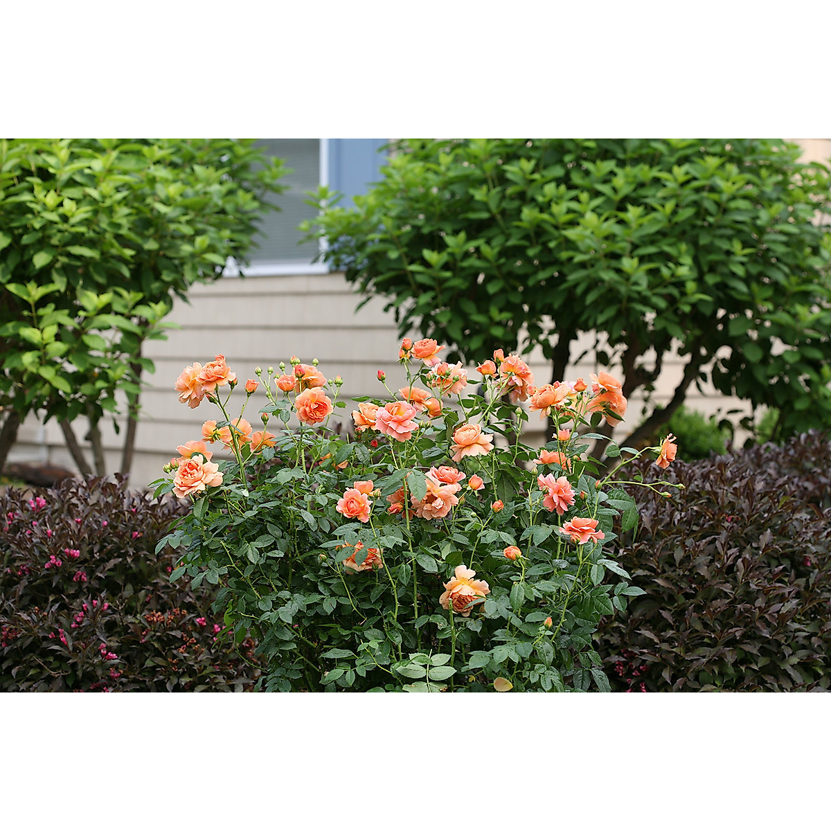 Green Promise Farms ROSA `at Last` Shrub, 3-Size Container, Orange Flowers