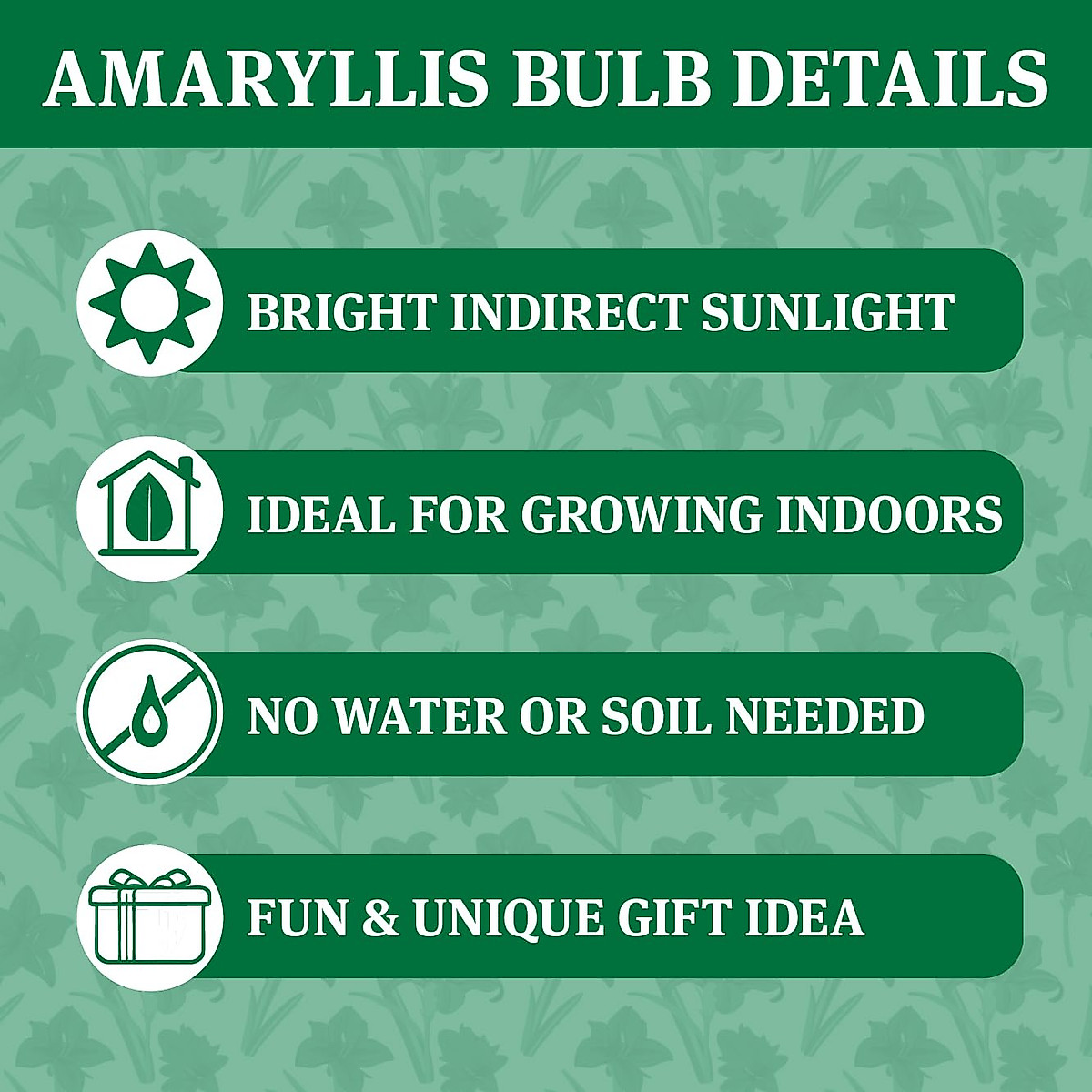 Red Base Waxed Amaryllis Flower Bulb with Stand, No Water Needed