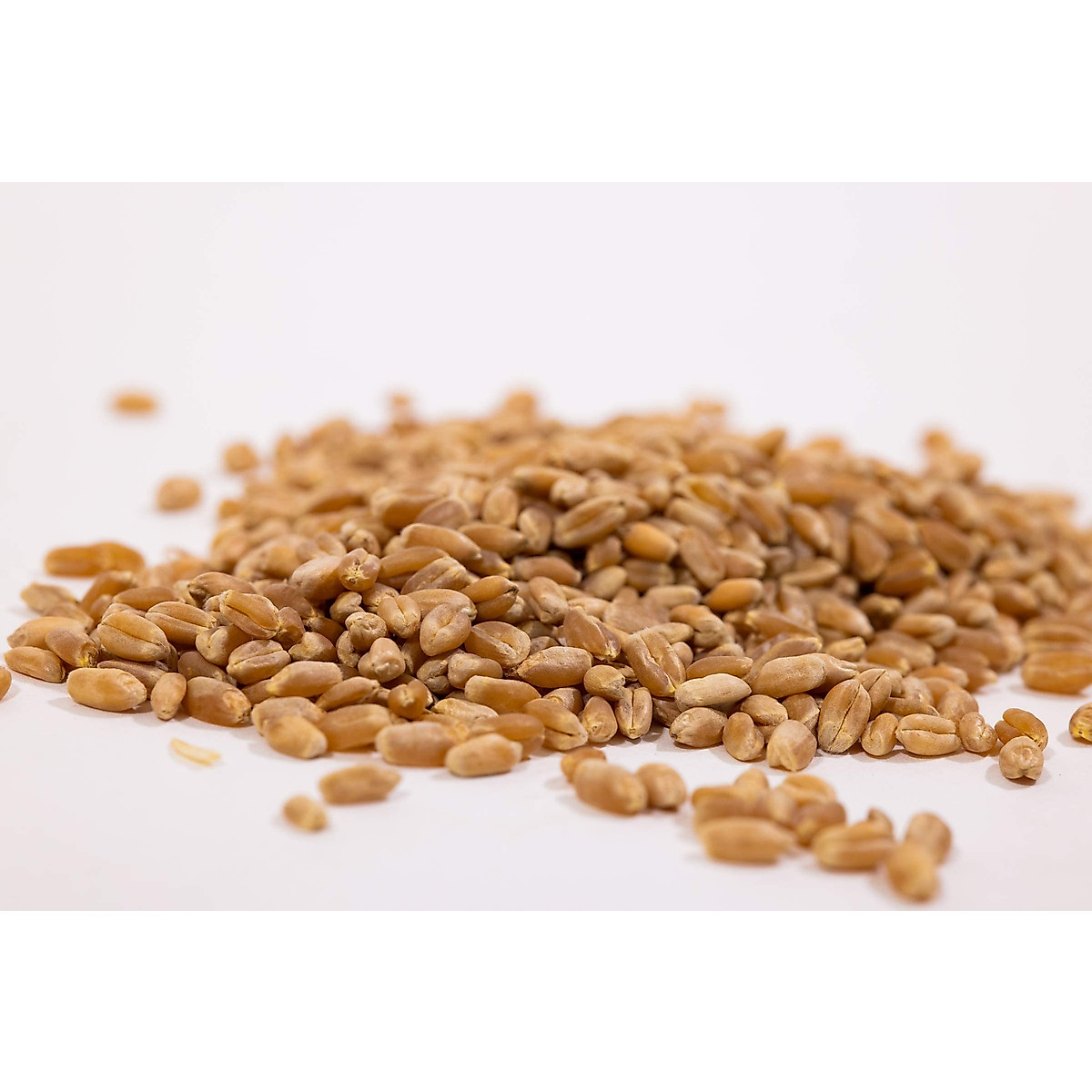 Cali Kiwi Pros Organic Cat Grass for Indoor Cats & Pets-Wheat Grass & Cat Grass Seeds for Digestion and Hairballs - Non-GMO -16 oz