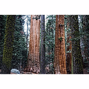 Giant Sequoia | Small Tree Seedling | The Jonsteen Company