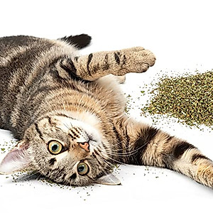 SmartyKat Catnip for Cats & Kittens, Shaker Canister - 2 Ounces