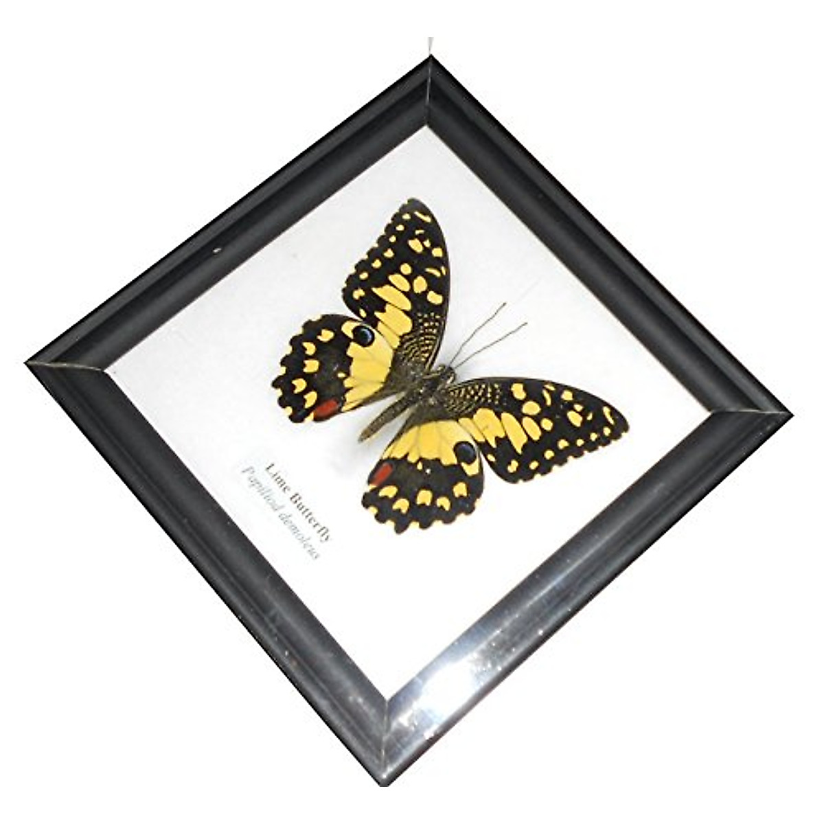 Insectfarm Framed Real Lime Butterfly Taxidermy and Insect Gift or Collection