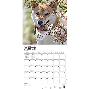 Shiba Inu 2022 12 x 12 Inch Monthly Square Wall Calendar, Animals Asian Dog Breeds DogDays