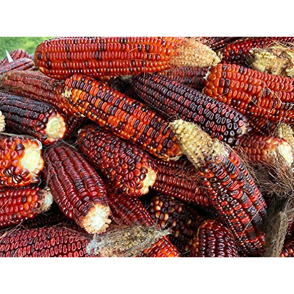 Jimmy Red Corn Famous Bootlegger Moonshine Grits Hominy Masa Corn Heirloom Premium Seed Packet + More