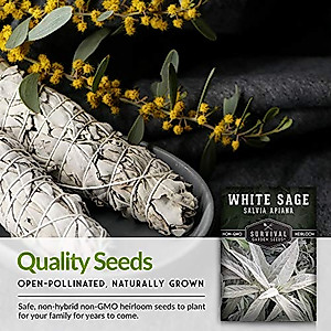 Survival Garden Seeds - White Sage Seed for Planting - Grow Sustainable Smudging Incense - Pack with Instructions to Plant & Grow in Your Home Garden - Non-GMO Heirloom Variety - 1 Packet