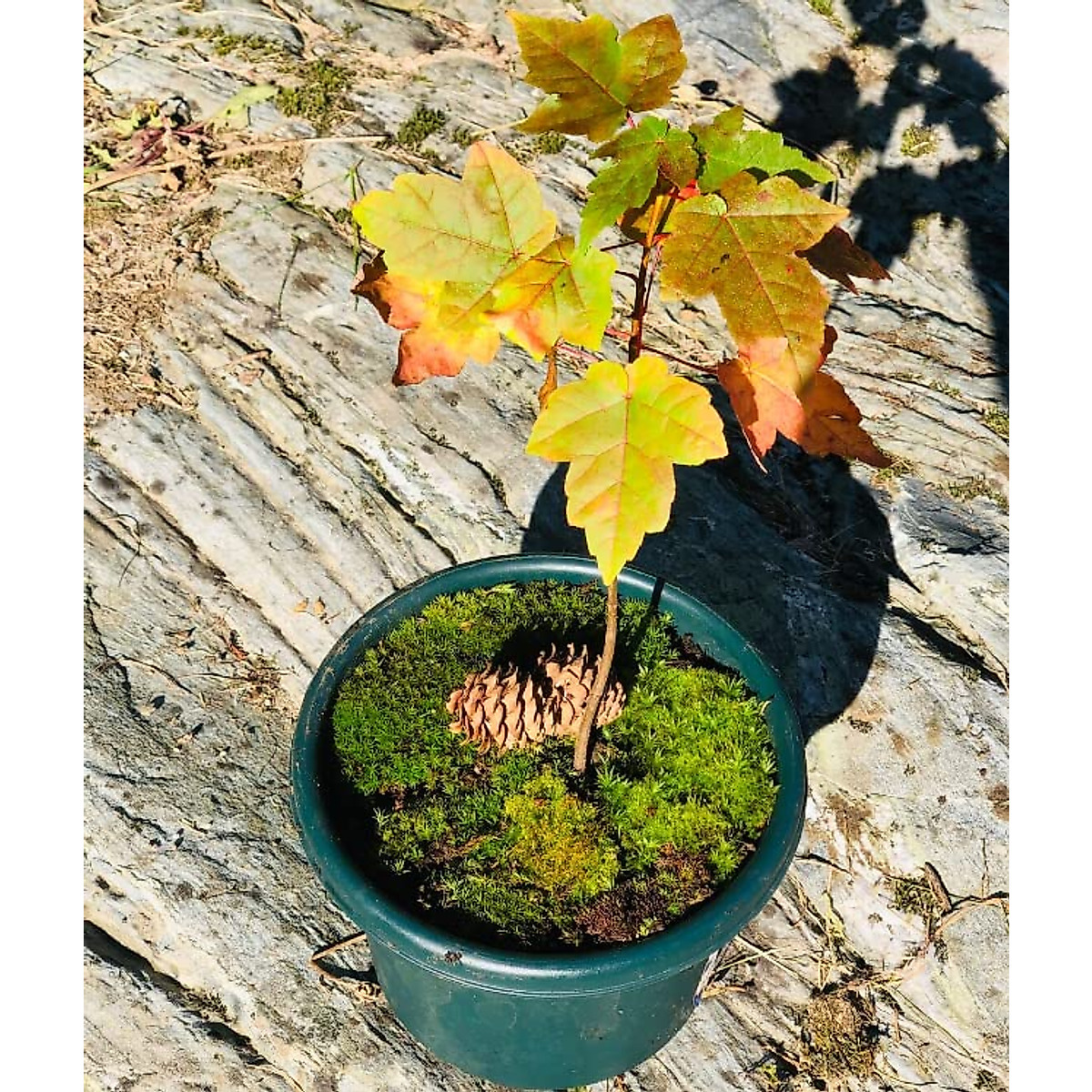 Froze Red Maple Tree - 12-16inch Tall Seedling - Quart Pot - Live Plant - Acer rubrum