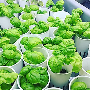 20 Aerospring Hydroponics Replacement White Grow Cups - Specifically Designed for Aerospring Hydroponic Systems