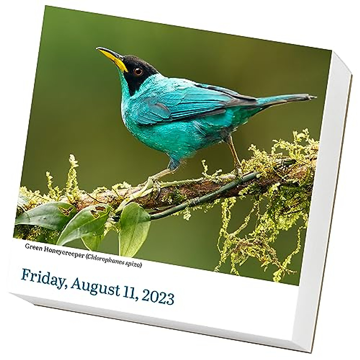 Audubon Birds Page-A-Day Calendar 2023: The World's Favorite Bird Calendar