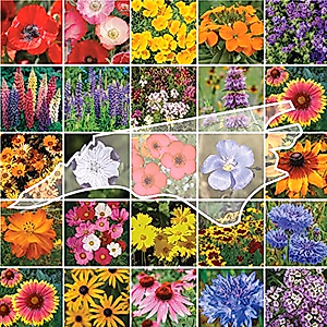 North Carolina Wildflower Seed Mix - 1/4 Pound - Mixed Wildflower Seeds, Attracts Bees, Attracts Butterflies, Attracts Hummingbirds, Attracts Pollinators, Easy to Grow & Maintain, Cut Flower Garden