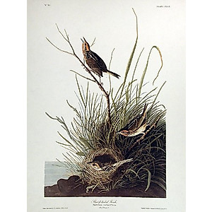 Sharp-tailed Finch. From"The Birds of America" (Amsterdam Edition)