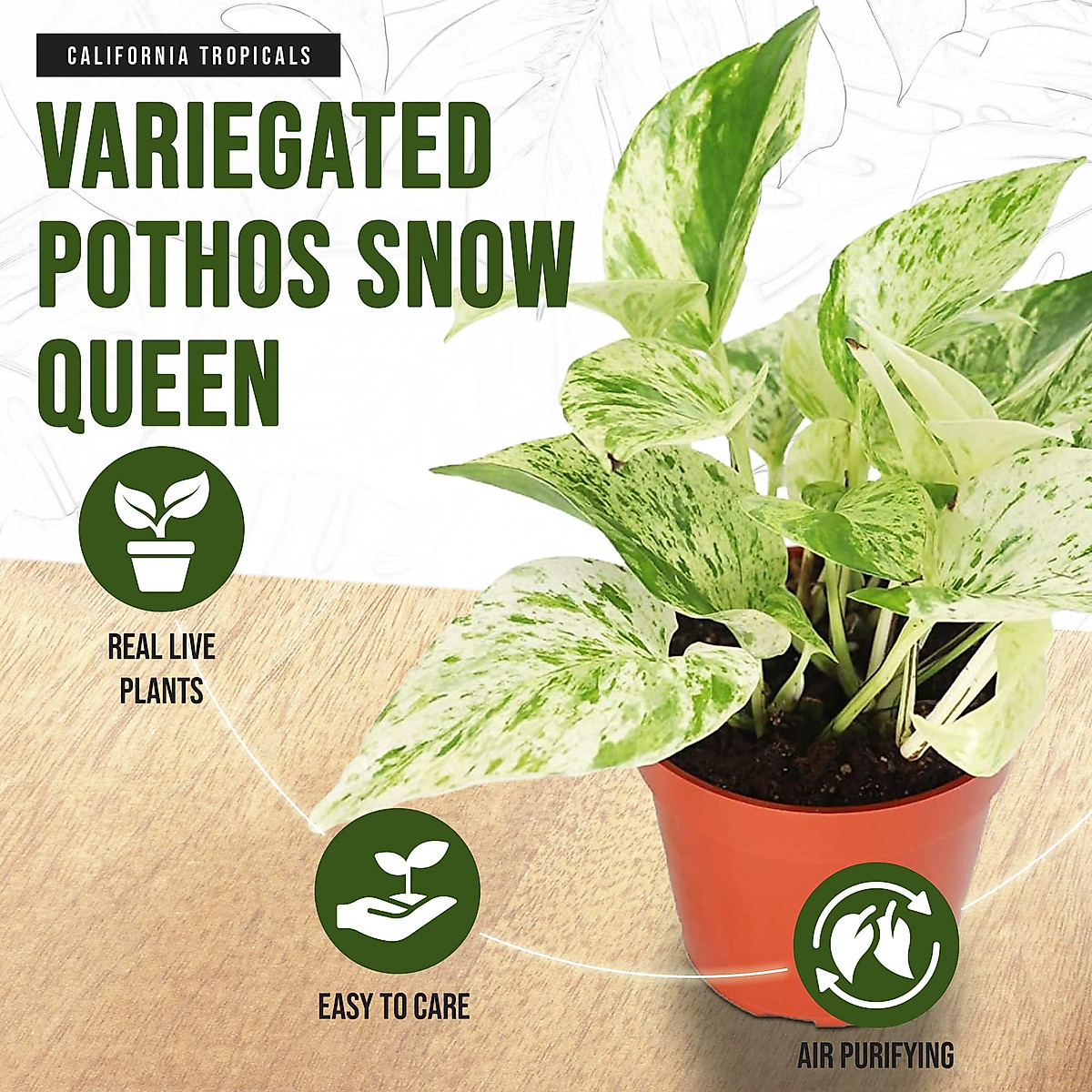 California Tropicals Pothos Snow Queen - 4" Live Plant - Variegated White and Green Leaves - Easy to Care for - Perfect for Indoor and Outdoor Home Decor, Office, and Gift - Pot Included