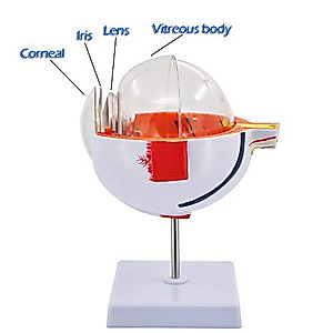 Eye Anatomy Model, 6X Enlarged Eyeball Model, Human Eye Anatomical Model for Science Education Students Study Display Medical Teaching, with Removable Stand