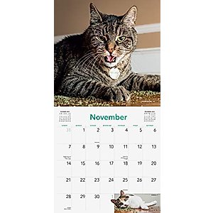 Cats on Catnip Wall Calendar 2021