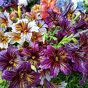 MESay Chilean Morning Glory Seeds - 100 Mixed-Color Seeds for Stunning Garden Flowers