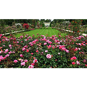 Triple Threat Selective Weed Killer Herbicide for Lawns and Turf - 1 Gallon Jug (Makes 64 Gallons)