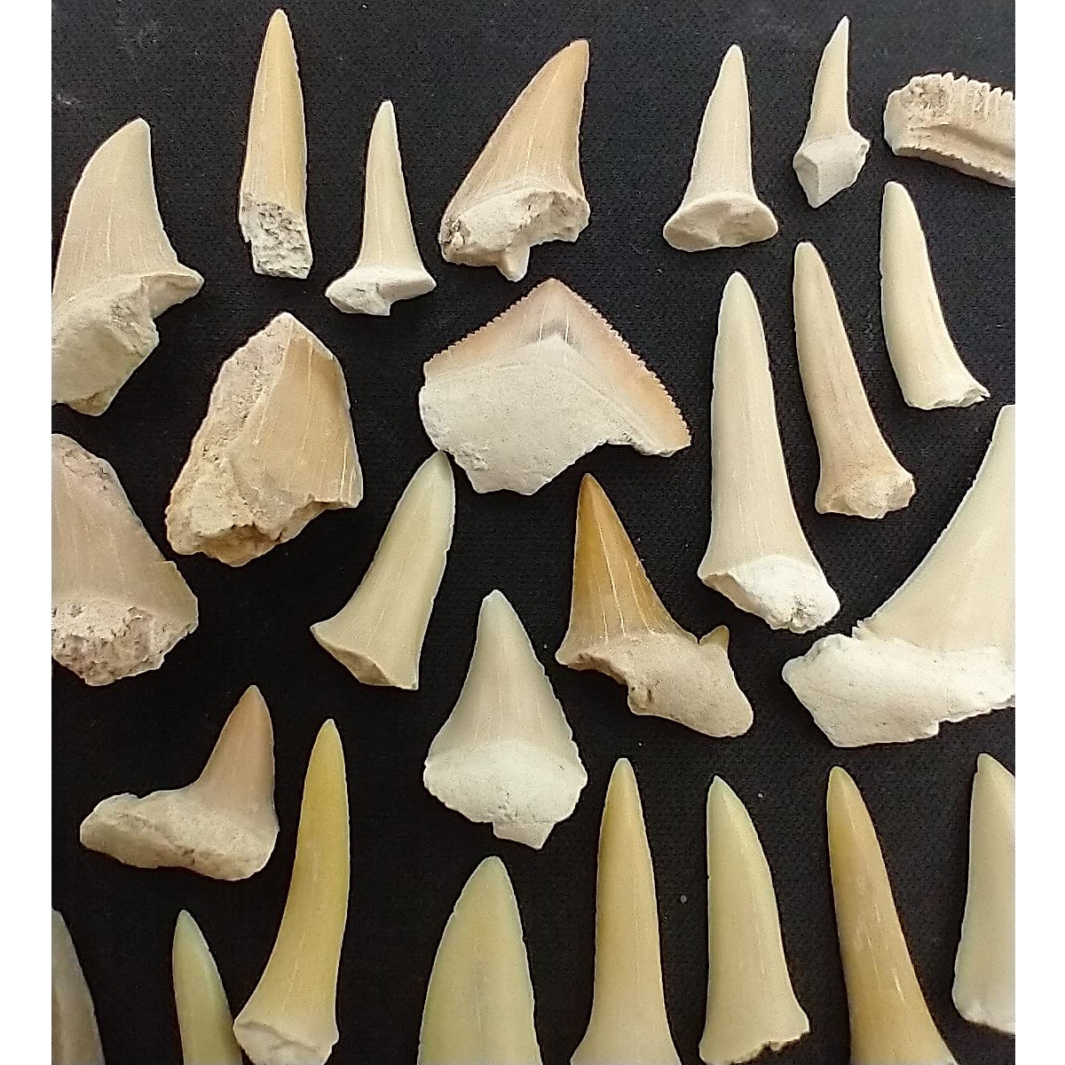 Universal Specialties Shark Teeth in Bag Genuine Fossilized Specimens Perfect for Classroom Lessons Arts and Crafts Necklaces and Play Excavation Sites Real Authentic Eocene Morocco Tooth Approx. 30