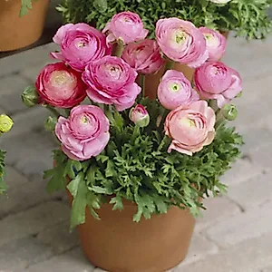 Ranunculus Bulbs - Pink - 100 Bulbs - Pink Flower Bulbs, Corm Attracts Bees, Attracts Pollinators, Easy to Grow & Maintain, Fragrant, Container Garden