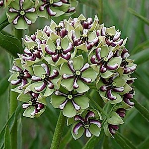 CHUXAY GARDEN 10 Seeds Asclepias Asperula Seed,Antelope-Horns Milkweed,Spider Milkweed Perennial Herb Plant Ground Cover Excellent Addition to Garden