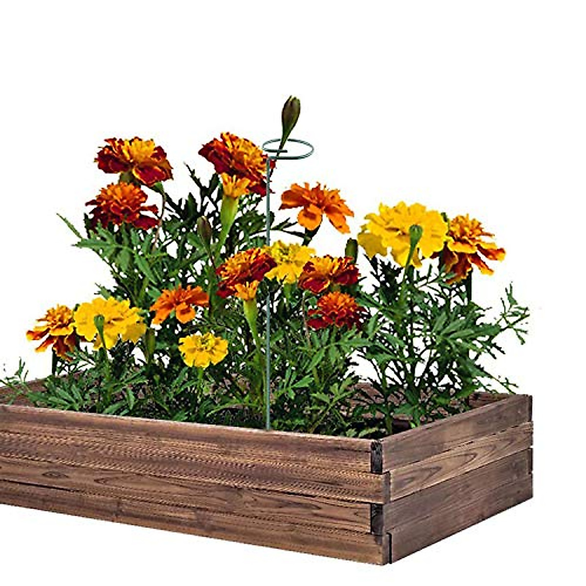 Plant Stake Support - 6 Pack, Garden Single Stem Support Stake Plant Cage Support Rings, Single Stem Plant Support Stakes, Plant Twist Ties, for Flowers Amaryllis Tomatoes Peony Lily Rose (15.9 inch)