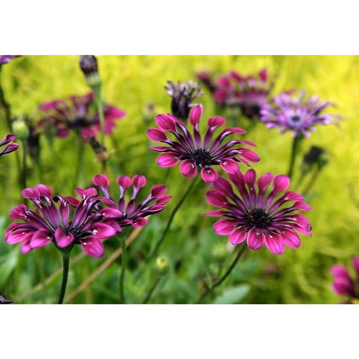 African Daisy Rare Blue Purple Daisy Flower Seed for Planting
