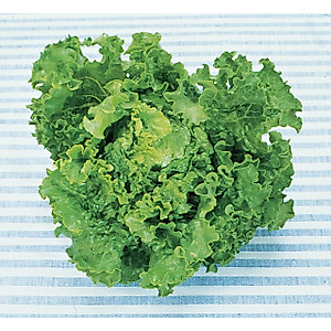Burpee Green Ice Lettuce Seeds 1000 seeds