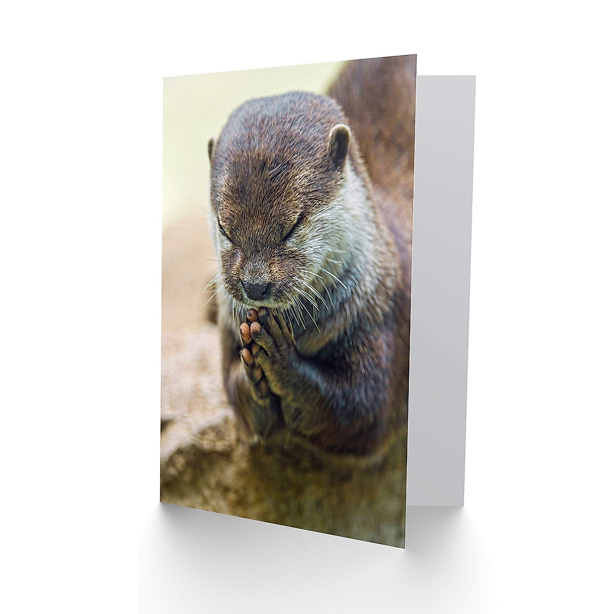 Wee Blue Coo GREETINGS CARD BIRTHDAY GIFT ANIMAL CUTE OTTER PRAYING