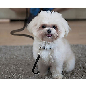 COA Puppy Training Line