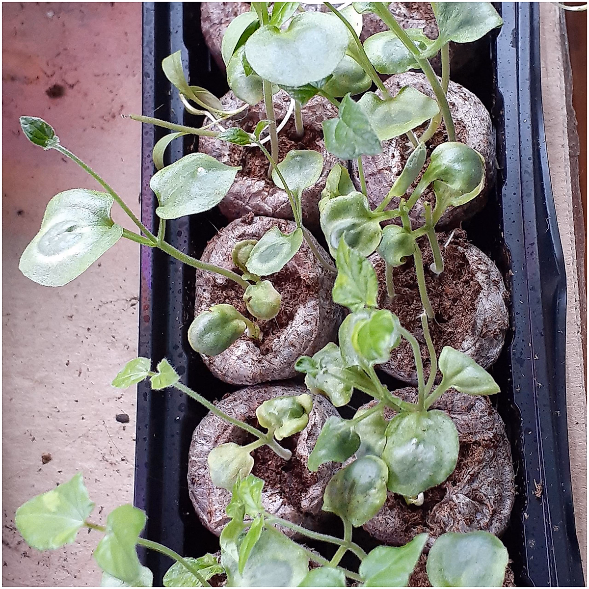 Seed Needs, Black-Eyed Susan Vine Seeds - 100 Heirloom Seeds for Planting Thunbergia alata - Annual Vining Flowers to Cover a Fence or Trellis (1 Pack)