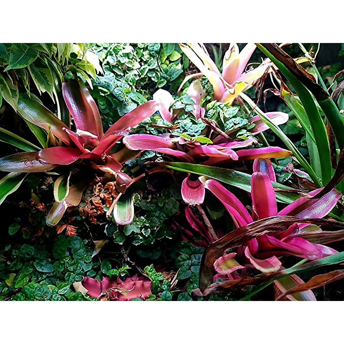 Jungle Dawn 22 Watt LED Terrarium Light Bar