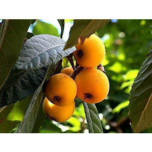 Yerbero - Te Herbal Hojas De Nispero 2oz (58gr) Herbal Tea (Loquat Leaves Tea) Stand Up Resealable Bag Crafted By Nature100% All Natural Fresh Tea Tea | Non-GMO |Gluten-free.