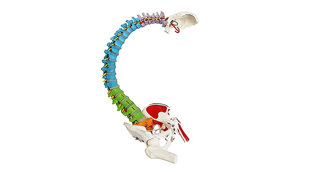 NEW HORIZON Spinal Cord Model - Detailed & Life-Size