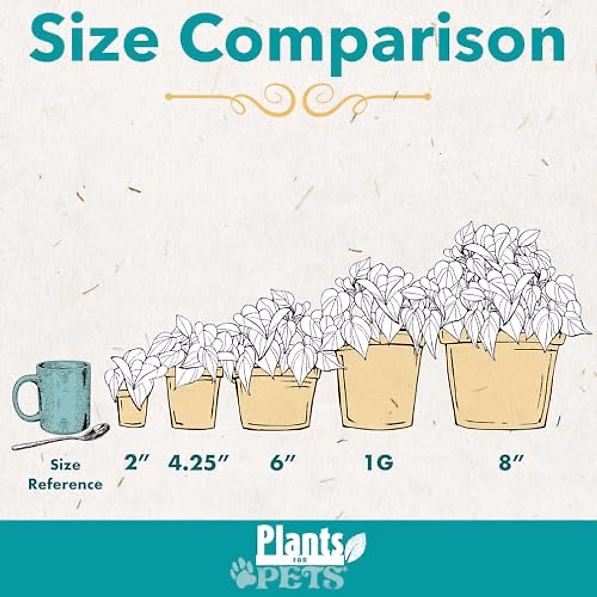 Plentiful Pothos & Philodendron (6-Pack), Pothos Live Plant Decor, Office Plants, Real Plants, Easy Indoor Plant, House Plants Indoors Live Plants Indoor Plants Live Houseplants by Plants for Pets