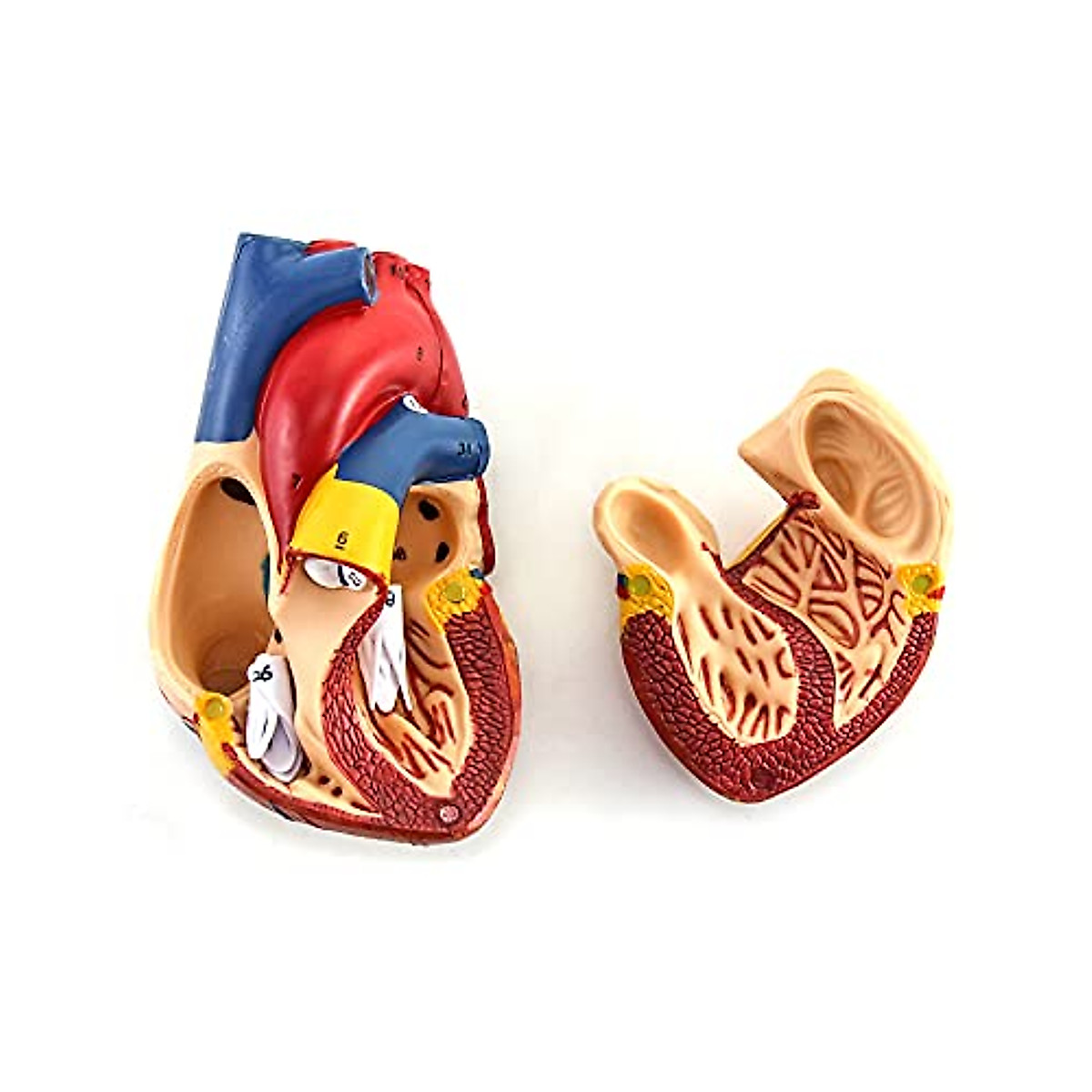 QWORK Human Heart Model, Anatomically Accurate Numbered 2-Part Life Size Heart Medical Model with 34 Anatomical Structures, Held Together with Magnets on Base