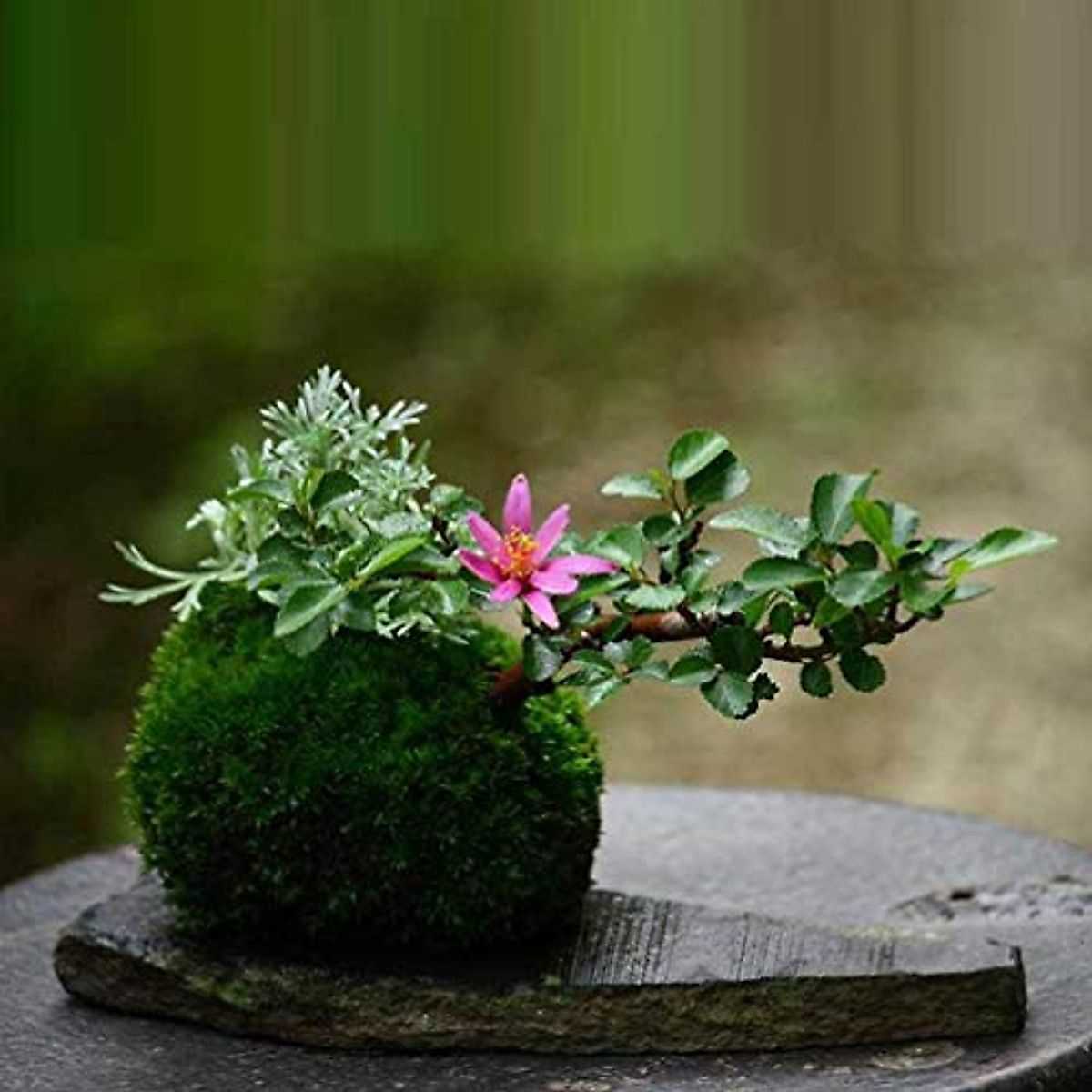 Generic 5pcs Moss Ball Planter Japanese Style Natural Kokedama Flower Vase Flower Pot Creative Sphagnum Flower Holder Potted Hydrating Bonsai Plants Containers for Home Wedding Decor