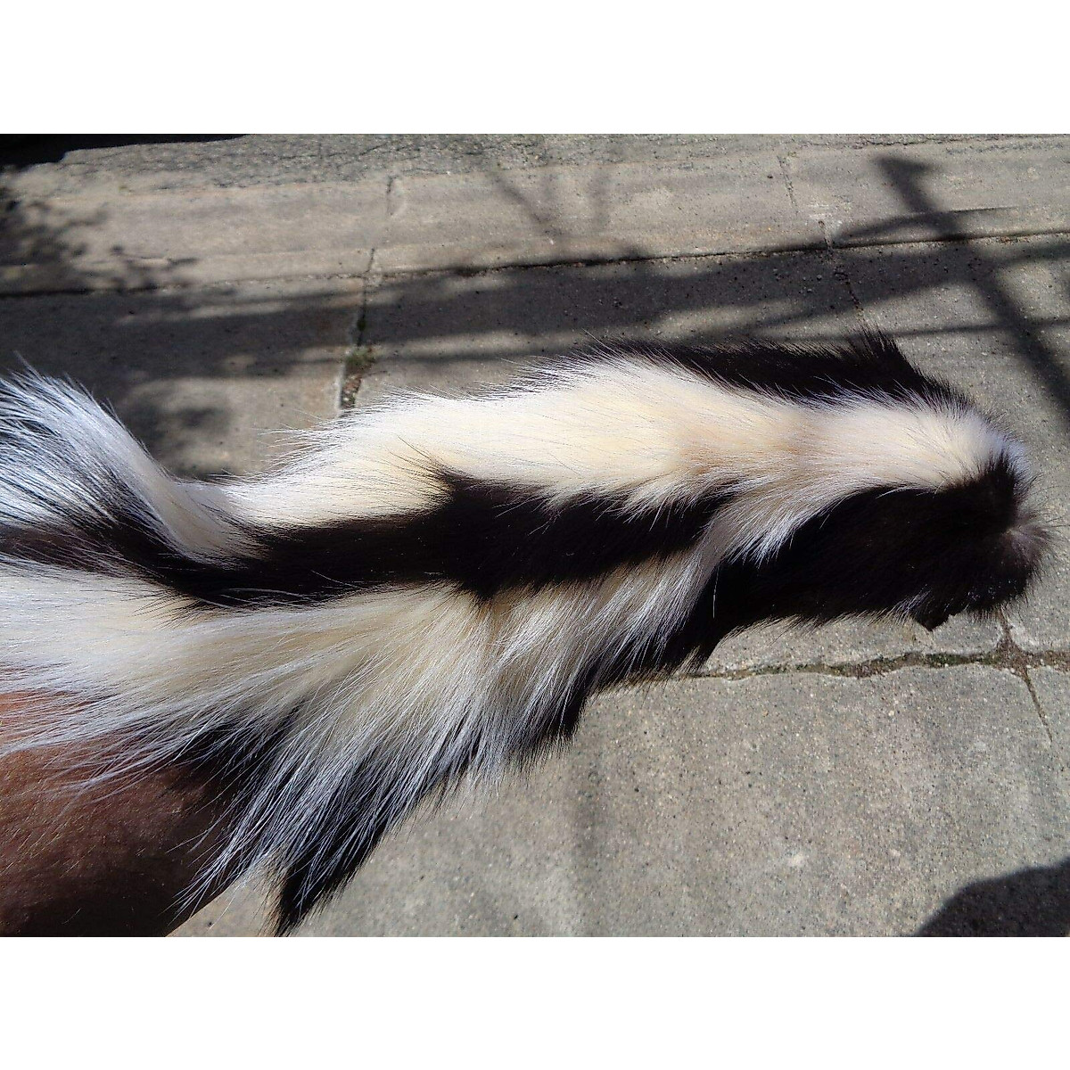 Real XL Tanned Skunk Hide Fur Pelt Face Tail Winter Prime Coat 32-36" USA (Grade #1)