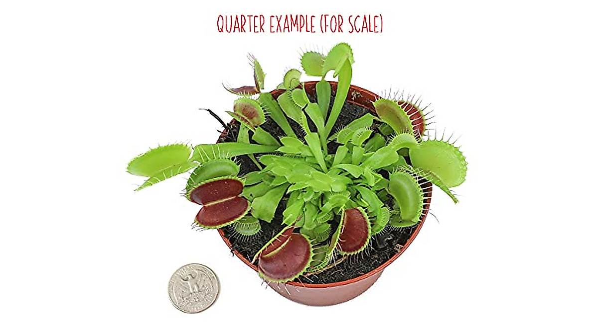 Live Venus Fly Trap - Unique Carnivorous Indoor Plant for Pest Control