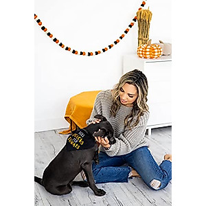Pearhead Trick or Treat Bandana, Fall Holiday Dog Apparel, Halloween Dog Costume, Dog Slip On Collar Accessories, Small/Medium, S/M