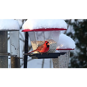 Backyard Seeds Safflower Bird Seed for Cardinals (50 Pounds)