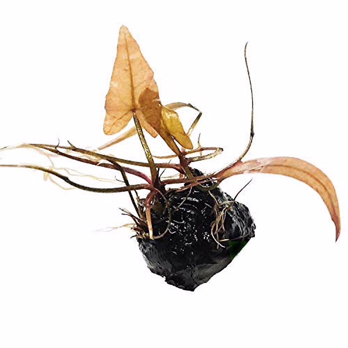 Planterest - Dwarf Water Lily Loose Nymphaea Rubra Bulb Live Aquarium Plant Decorations BUY2GET1FREE