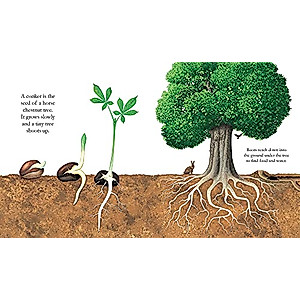 Trees (My First Discovery Paperbacks)