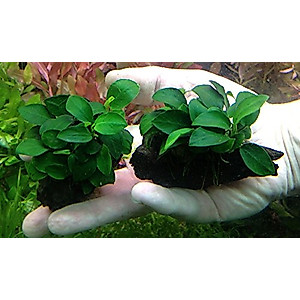 Anubias Petite On Driftwood | Aquarium Plants Factory