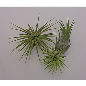 CTS Air Plants Tillandsia Ionantha Assorted 3 Pack
