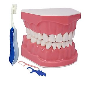1.5 Times Large Dental Typodont Model Tooth Brushing flossing Practice Model Demonstration Removable Lower Teeth for Kids Dental Students Tooth Teach Study, 4.5 Inch x3.5 Inch x3.5 Inch