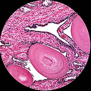 AmScope PS200 Basic Biology Prepared Slide Set for Student and Homeschool Use, Set of 200 Prepared Glass Slides, Includes Fitted Wooden Storage Box