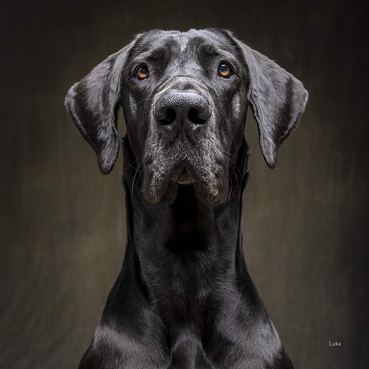 The Year of the Dogs 2021 Wall Calendar: (Dog Portrait 12-Month Calendar, Dog Lovers Photography Monthly Calendar)