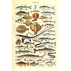 Meishe Art Poster Print Vintage Biology Botanical Science Wall Decor Sea Creature Animals Seashell Fish Marine Life Vegetables Birds Feather Butterflies Breeds Species Identification Set of 6pcs